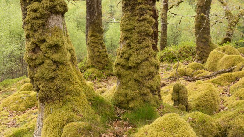Bid to save Scotland's ancient rainforest - BBC News
