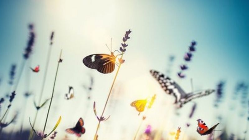 Bird populations in US and Canada down 3bn in 50 years - BBC News