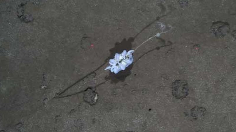 'Casper octopod under threat from deep sea mining' - BBC News