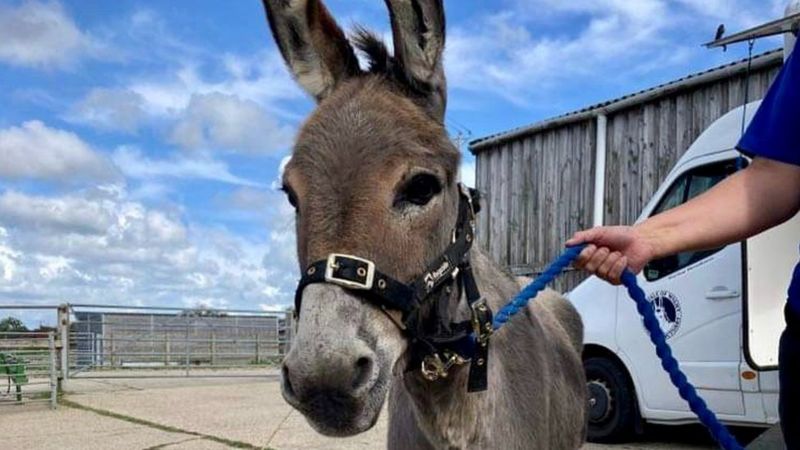 Isle of Wight: Donkey back home after life-saving blood transfusions ...