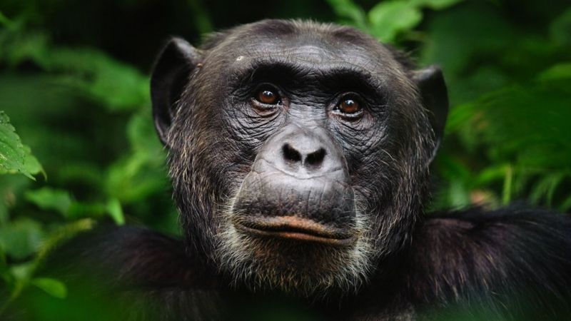 Humans and wild apes share common language - BBC News