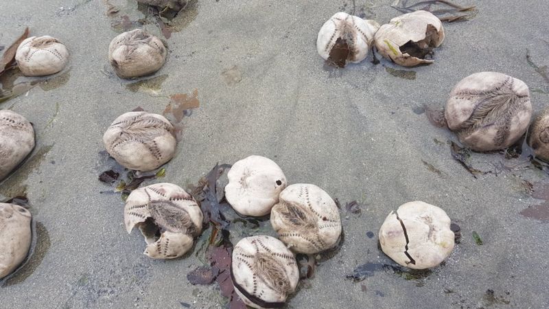 Hundreds of sea potatoes cover Penzance beach - BBC News