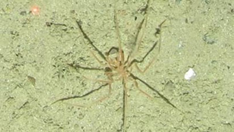 Scotland's deep sea spider haven - BBC News