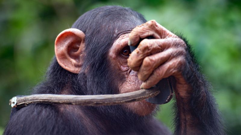 Animals With Cameras: Capturing the secrets of the wild - BBC News