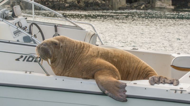 Wally the walrus to get his own pontoon - BBC News