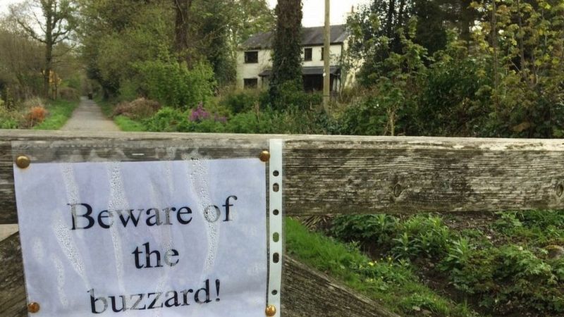 Buzzard attacks leave runners with six holes in head - BBC News