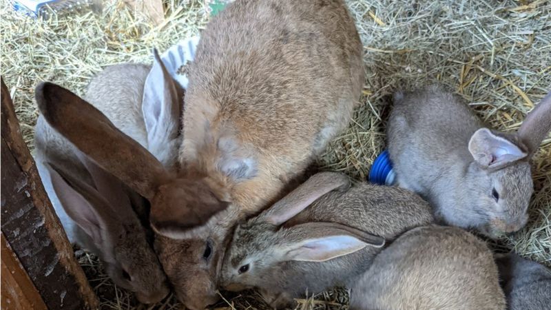 Giant rabbits rescued from Ashington allotment cramped hutches - BBC News