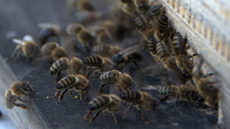 How bees and drones team up to find landmines - BBC News