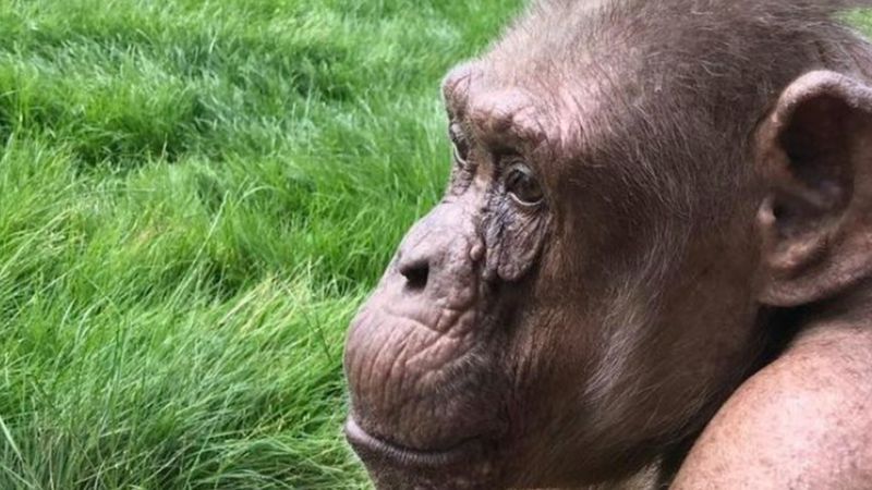 Europe's oldest chimp, Coco, reaches 58 years old - BBC News