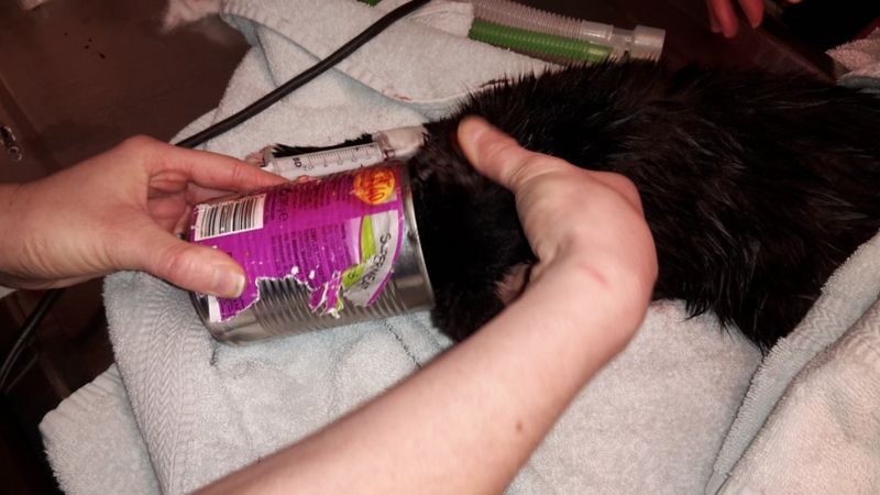 Dusty the kitten gets head stuck in bin in Wolverhampton - BBC News