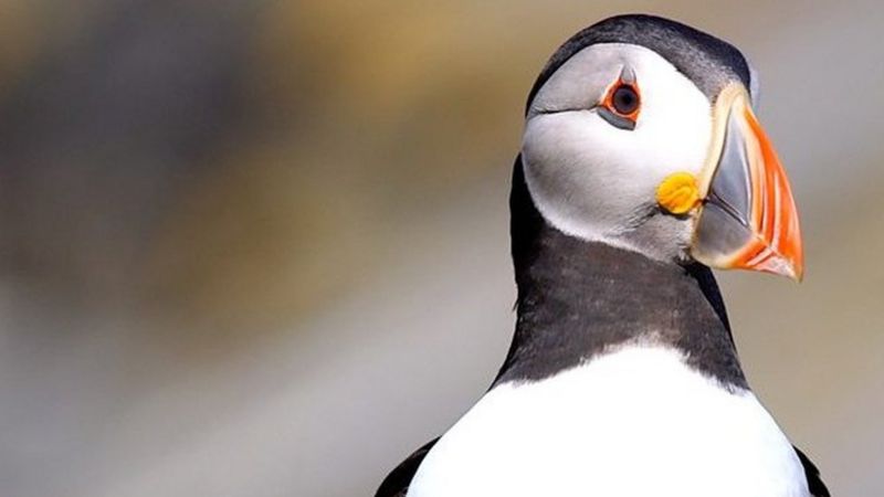 Wildlife photography: Magic of Skomer's puffins captured - BBC News