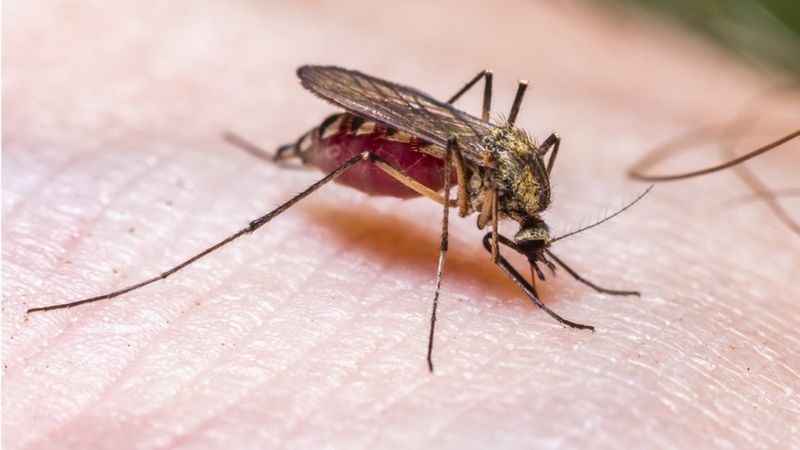 World Malaria Day 2024: What is malaria and why is it such a big ...