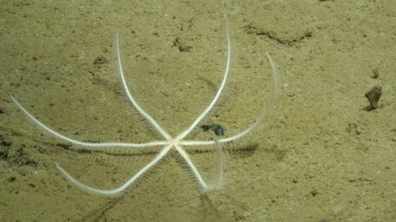 New species discovered deep in the Pacific Ocean - BBC Newsround