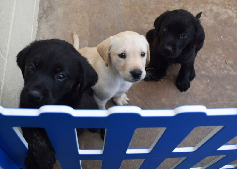 Guide dogs: Where do they really come from? - BBC News