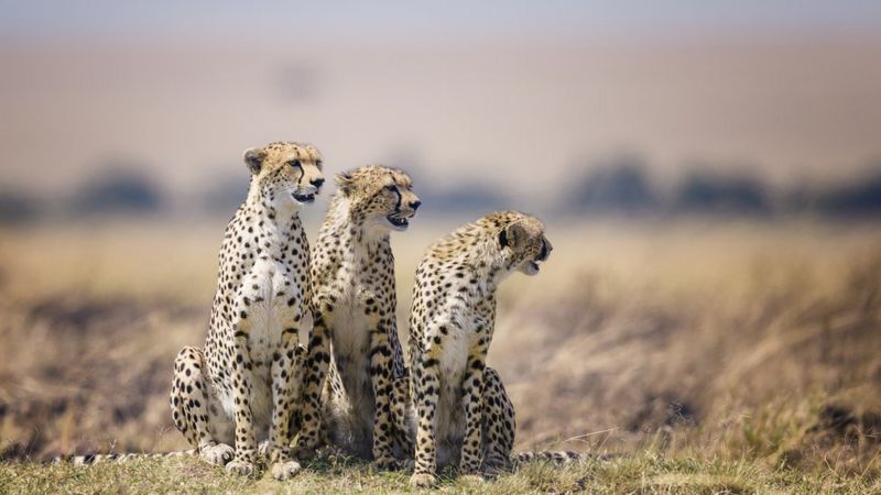 Kenya profile - Timeline - BBC News