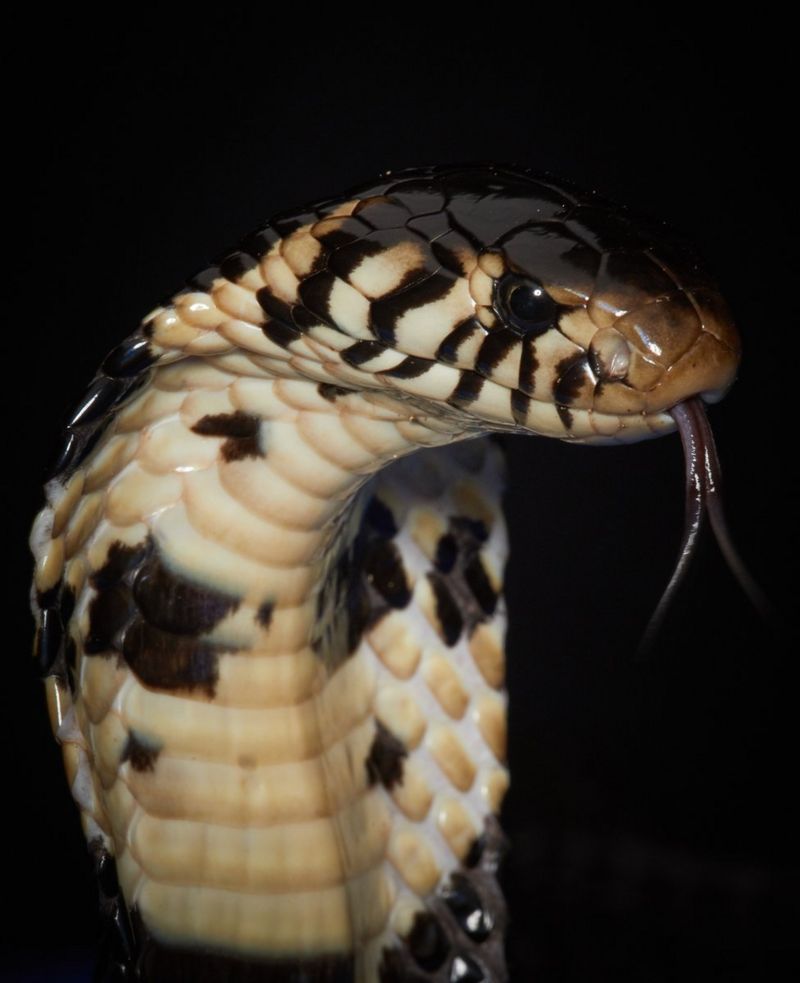 Face to face with DR Congo's deadly vipers - BBC News
