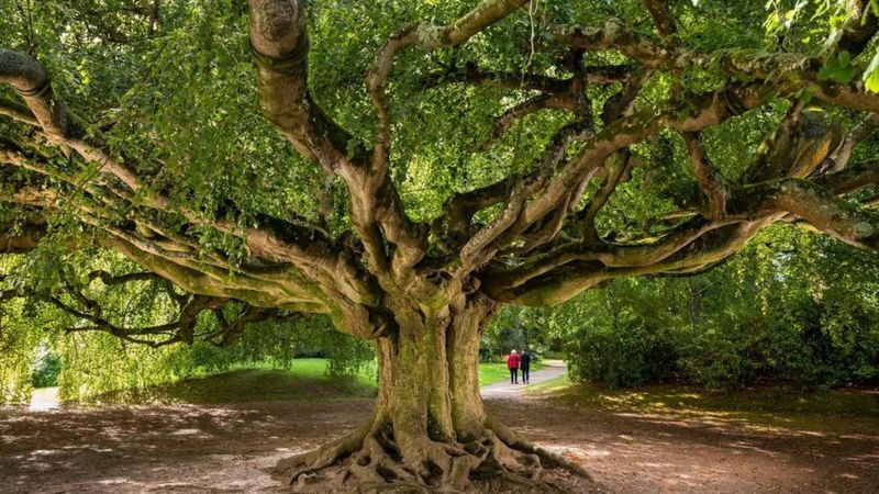 Poland's 'Heart of the Garden' crowned Tree of the Year - BBC News