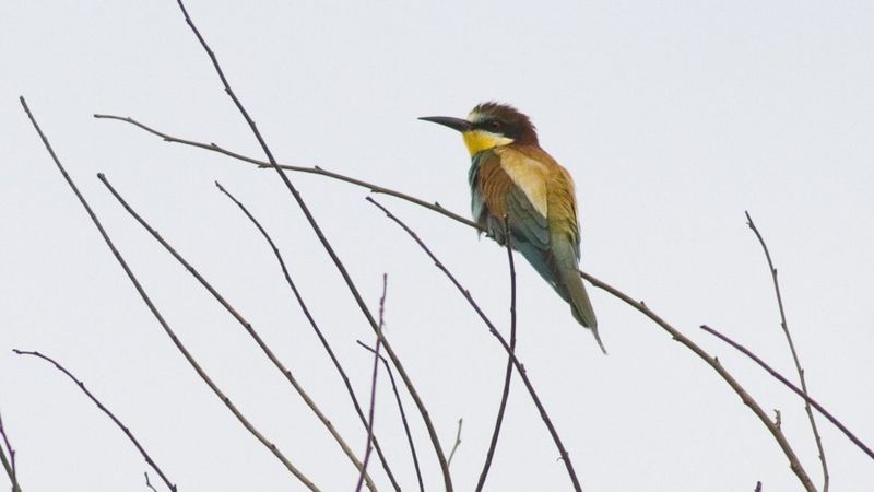Rare bee-eater birds seen at Nottinghamshire sand quarry - BBC News