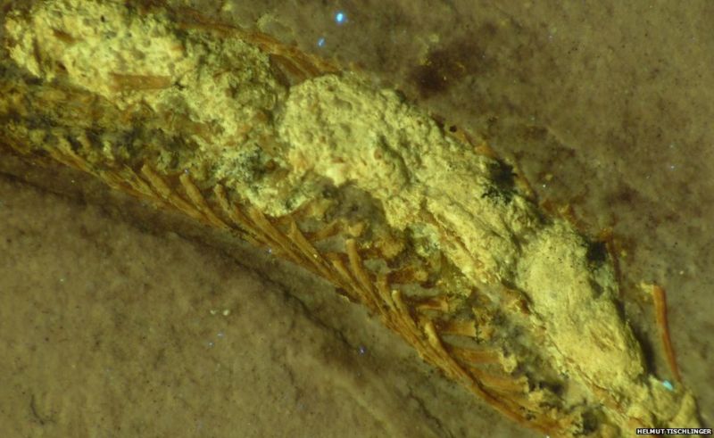 Four-legged snake ancestor 'dug burrows' - BBC News