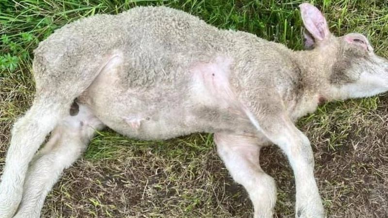 Lamb 'beaten to death' by children with sticks - BBC News