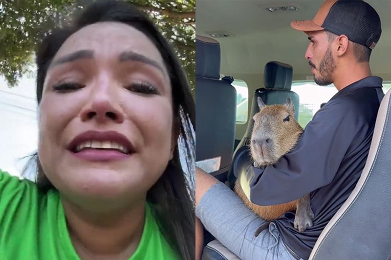 Capivara Filó: entenda a polêmica envolvendo o animal criado por ...