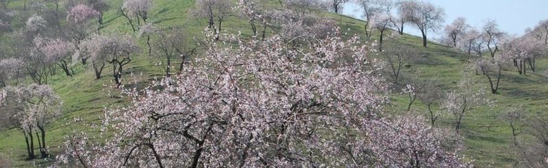 Bahor bayrami - Navroʻz - BBC News O'zbek