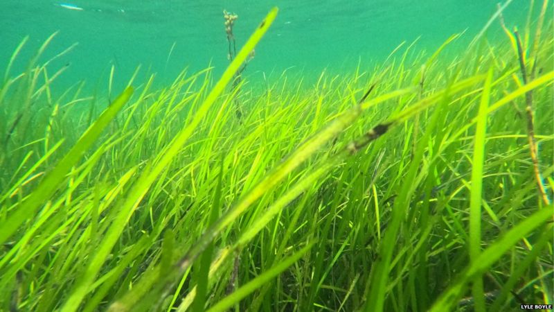 Seagrass from Orkney regenerates Firth of Forth - BBC News