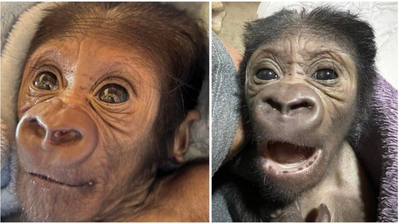 Wildlife: Doctors save 10-day-old baby gorilla with care normally given ...