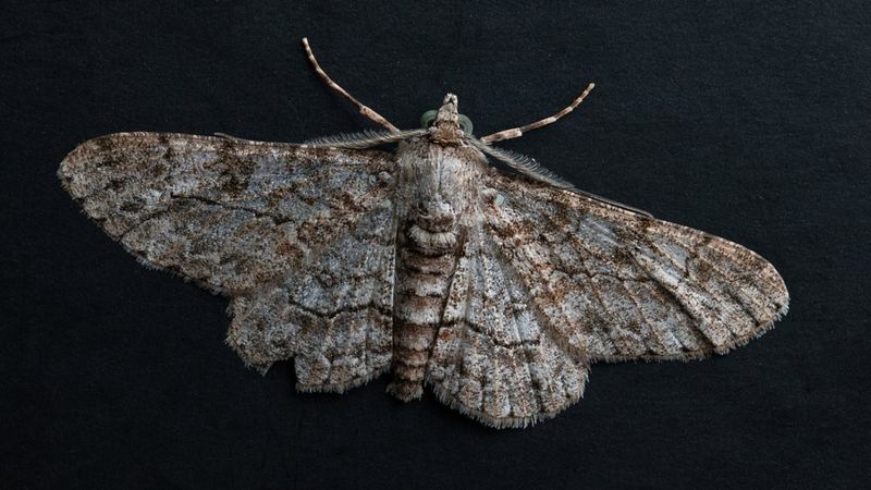 Light pollution: Why do moths react to lights? - BBC Newsround