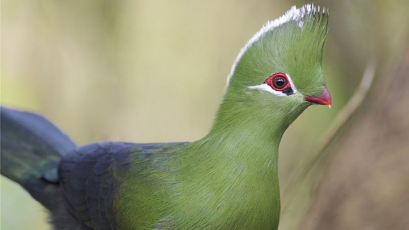 Ancient parrot in New Zealand was 1m tall, study says - BBC News