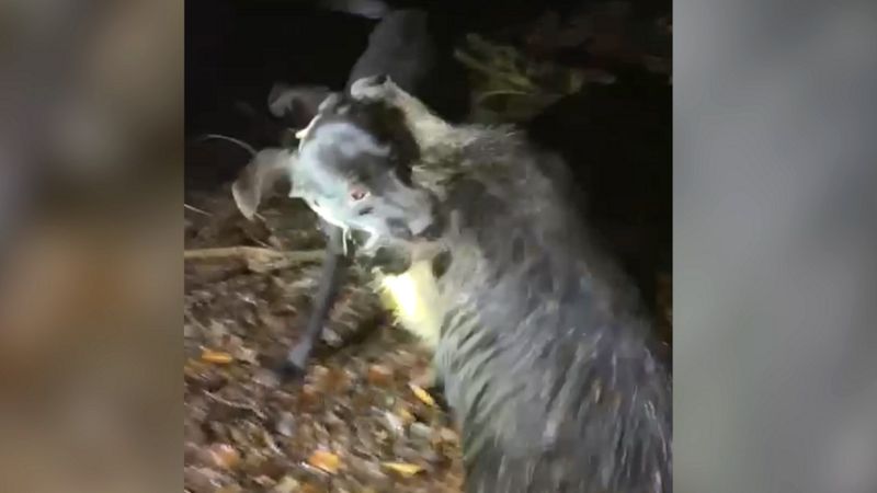 Wild boar stabbed by man who let dogs attack it - BBC News