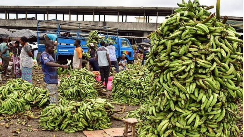 Baisse de la production de banane au Cameroun - BBC News Afrique