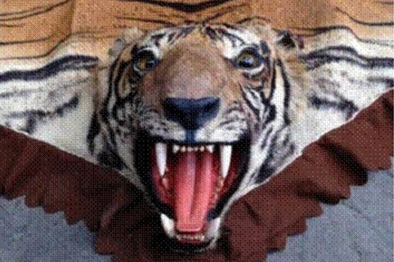 Trader sold 'extinct' tiger skin rugs on eBay - BBC News