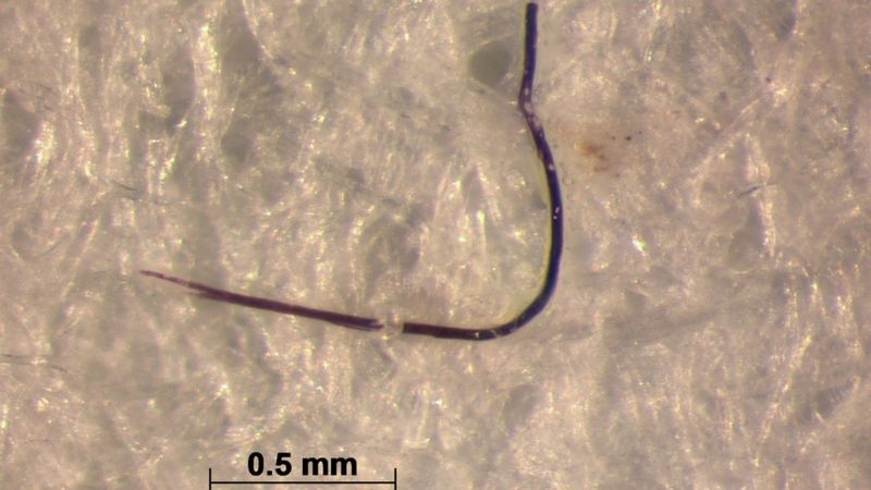 Deep-sea creatures 'feeding on plastic for decades' - BBC News