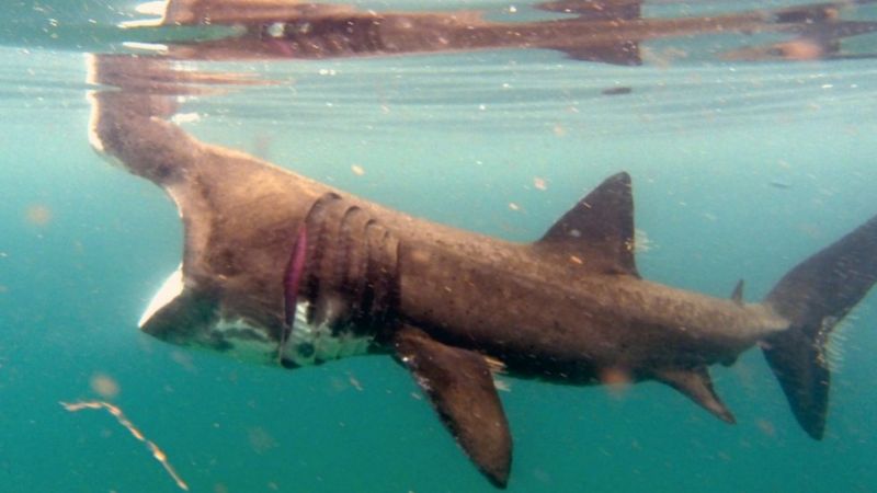 Snorkeler's close encounter with 9ft basking shark - BBC News