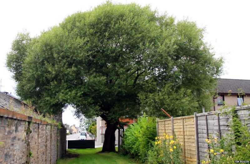 200-year-old Carnoustie Dibble Tree set to be protected - BBC News