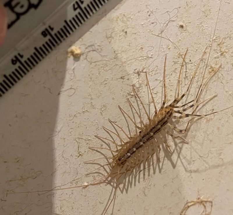Rare and venomous centipede found in Nottinghamshire for first time ...