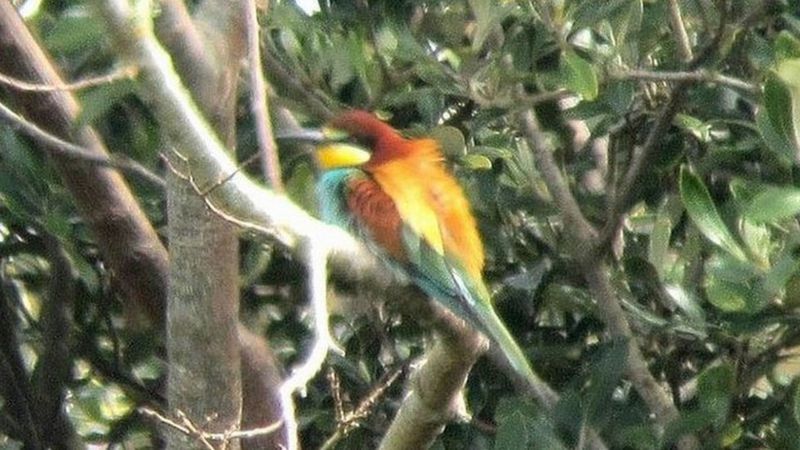 Bee-eaters in Norfolk 'worrying sign of climate change' - BBC News