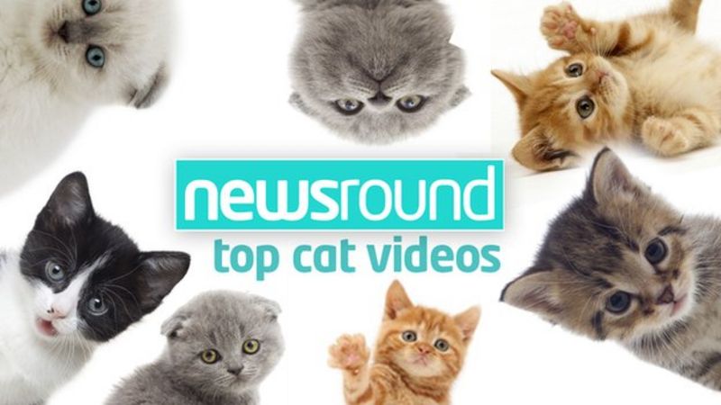 Three-eared 'Captain Kirk' cat found in Norfolk - BBC News