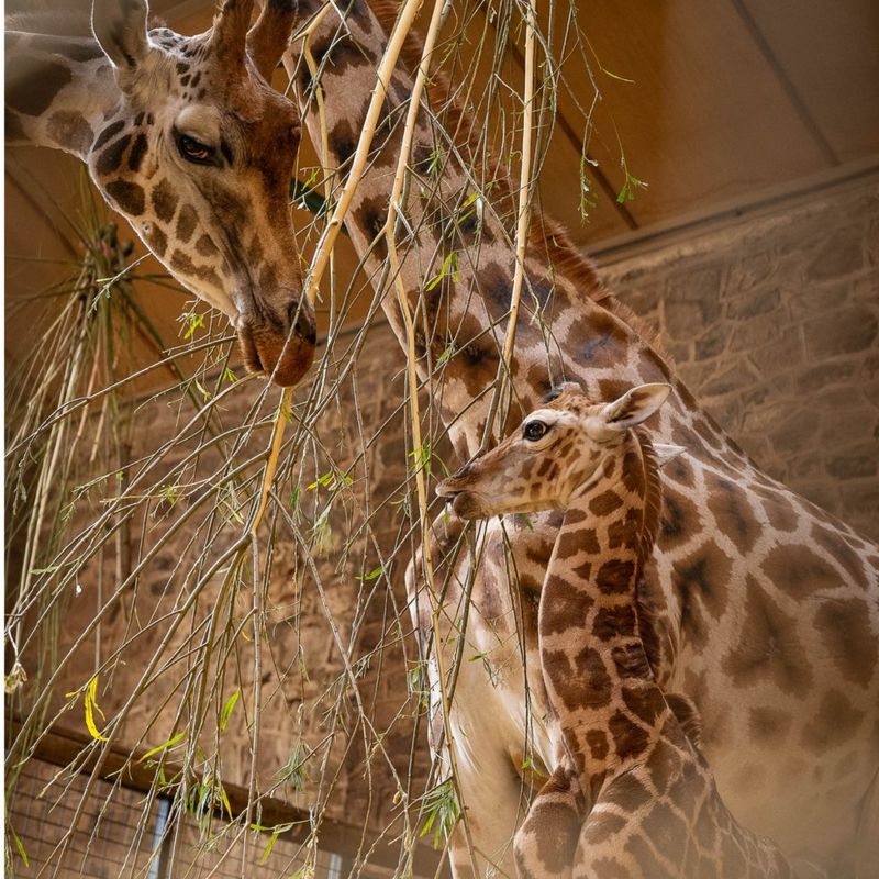 Chester Zoo: Hope for rare giraffe species as calf born in captivity ...