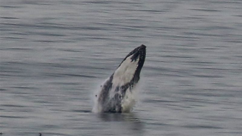 Pictures show humpback whale breaching in Firth of Forth - BBC News