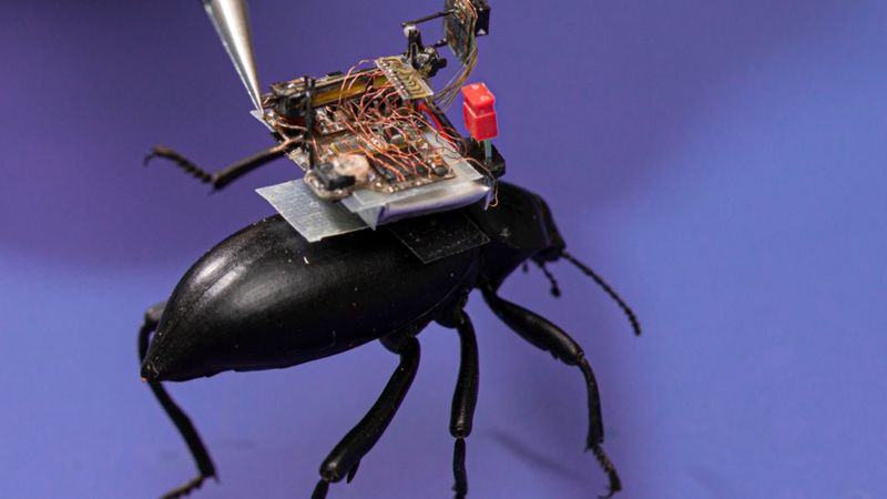 Beetle-mounted camera streams insect adventures - BBC News