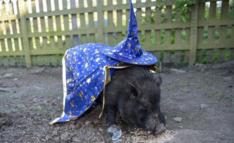 World Cup 2018: Mystic micro pig chooses semi-finalists - BBC News