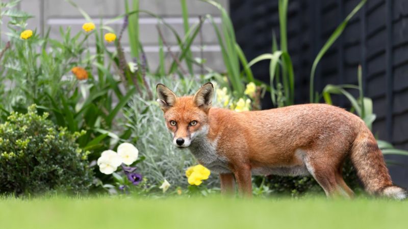 City foxes braver but not smarter than country foxes, study finds - BBC ...
