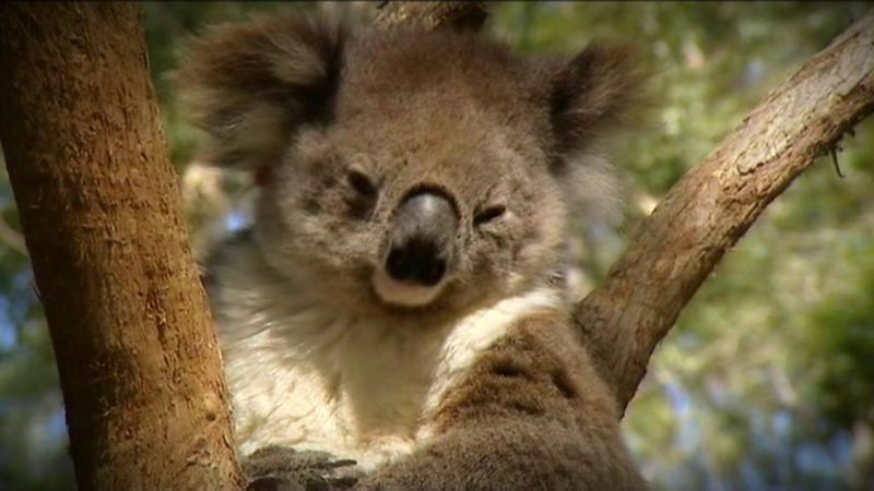 Rare white koala born at Australian Zoo - BBC Newsround