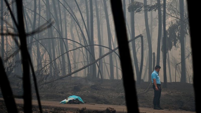Portugal forest fires kill 62 near Coimbra - BBC News