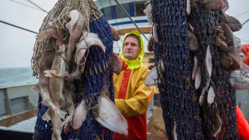 Pulse fishing: Is it OK to 'electrocute' fish? - BBC News