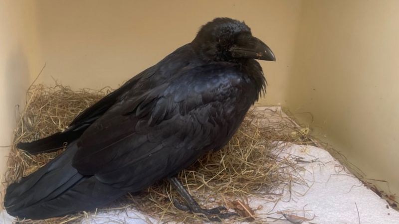 First raven rescued for 10 years, GSPCA says - BBC News