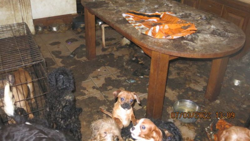 Dog breeding: Bargoed pups kept in 'appalling' state - BBC News