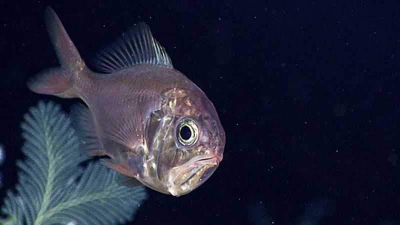 Red List: Extinction threat to overlooked species - BBC News